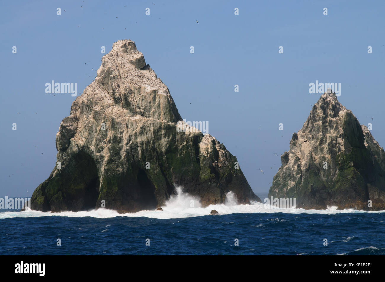 South georgian imperial shags hi-res stock photography and images - Alamy