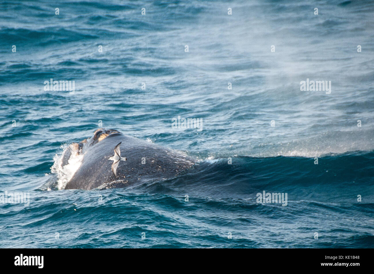 Southern Right Whale Stock Photo - Alamy