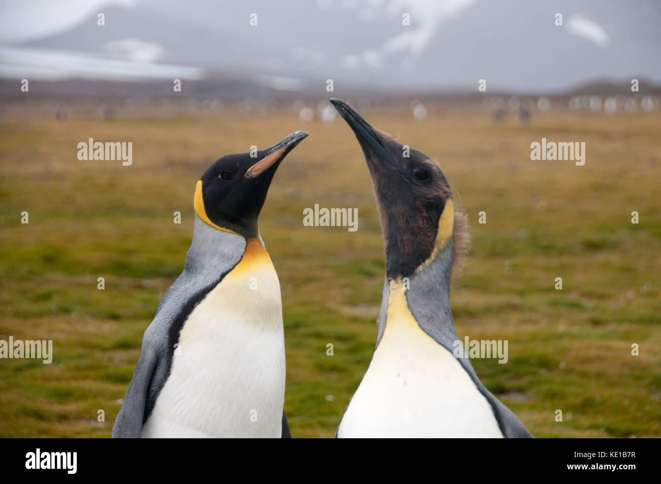Drake passage and penguin hi-res stock photography and images - Alamy
