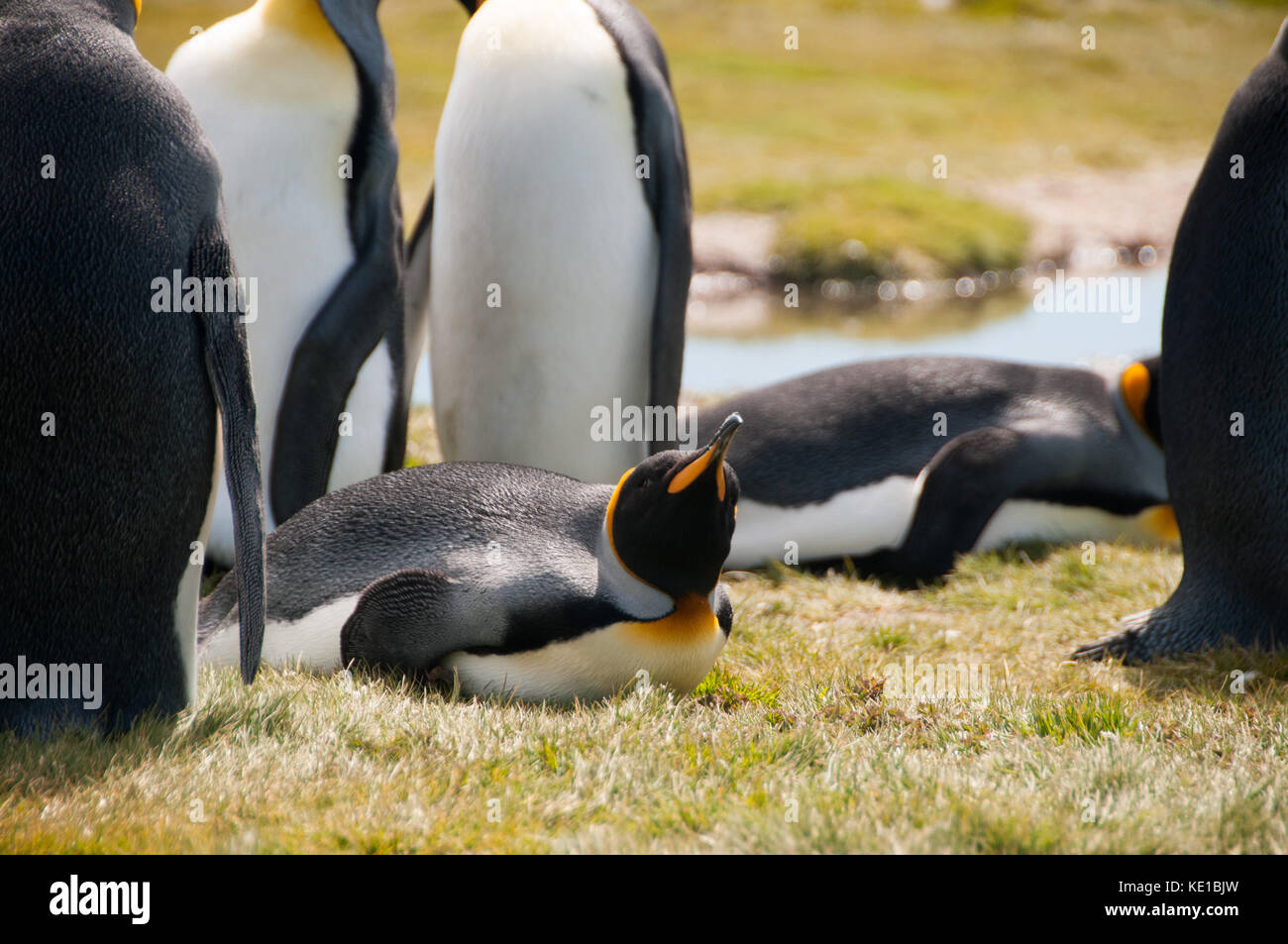 Drake passage and penguin hi-res stock photography and images - Alamy