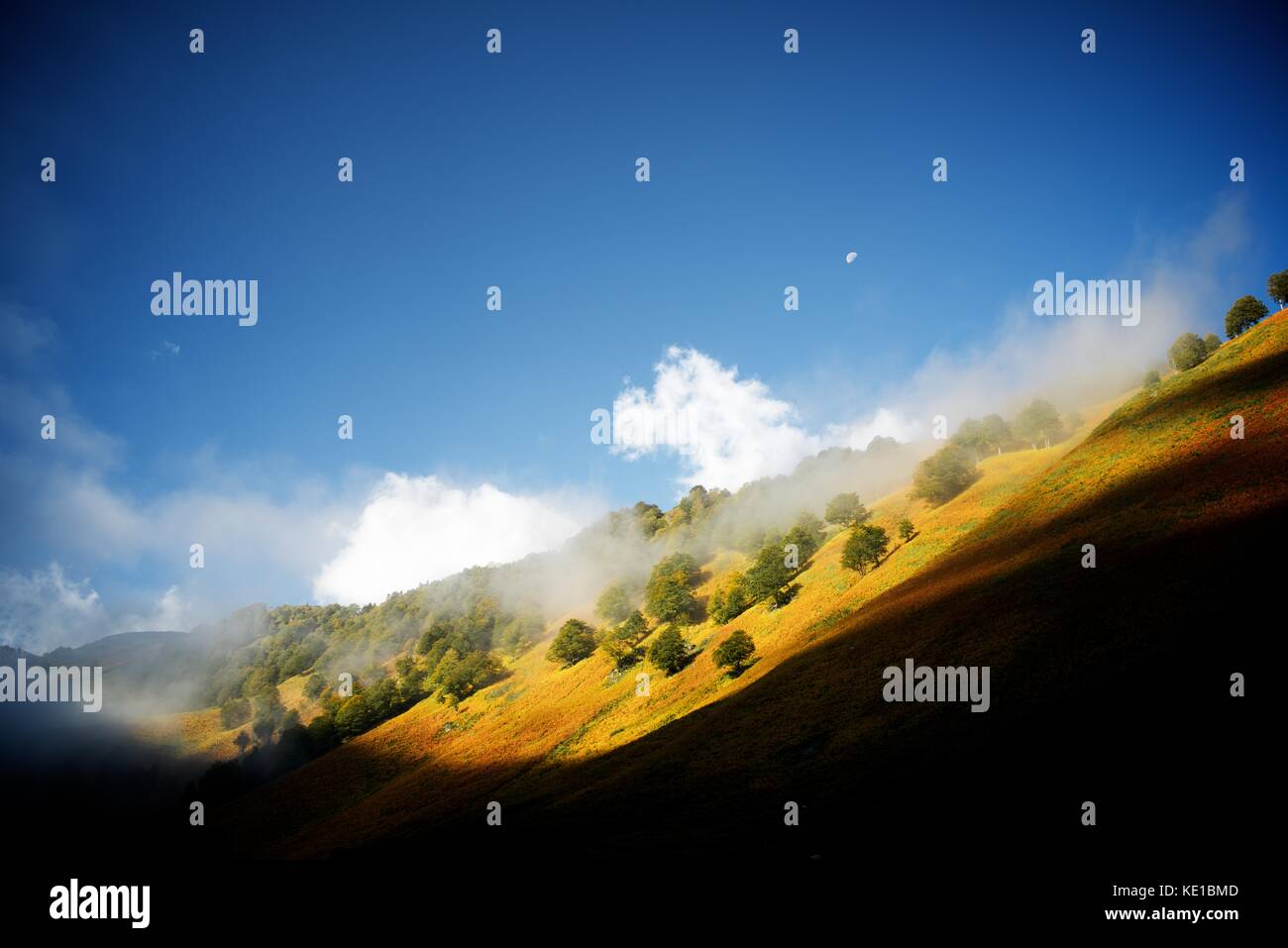 Fog and trees in Aspe Valley, Pyrenees National Park, Pyrenees, France ...