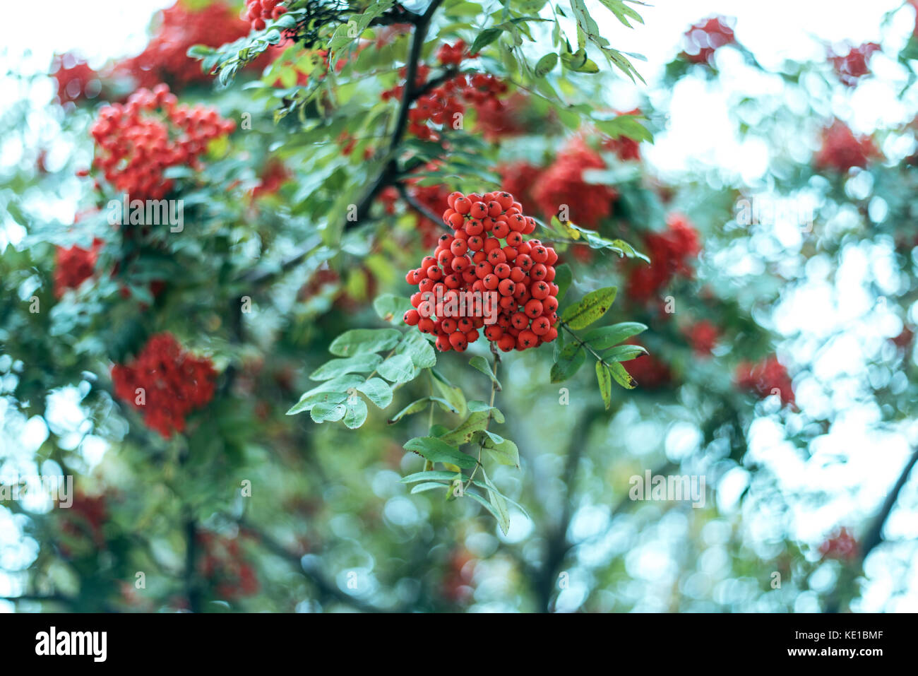 Ripe berries of mountain ash, grow on a tree, autumn red berries, close ...