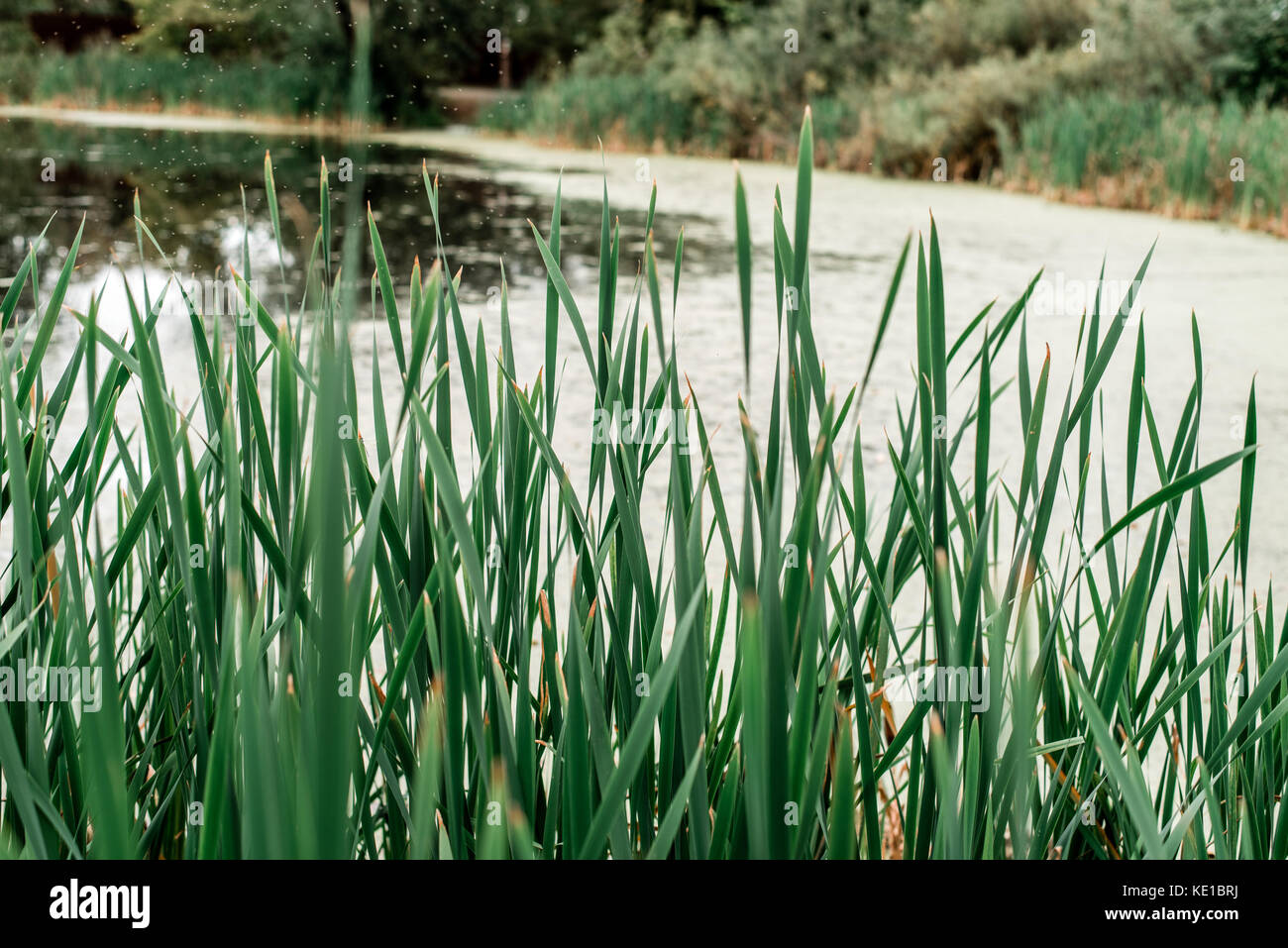 Tetney marsh hi-res stock photography and images - Alamy