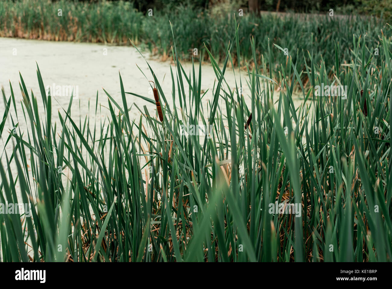 Reeds by lake, a spring day, in nature, a pond overgrown with grass, in ...
