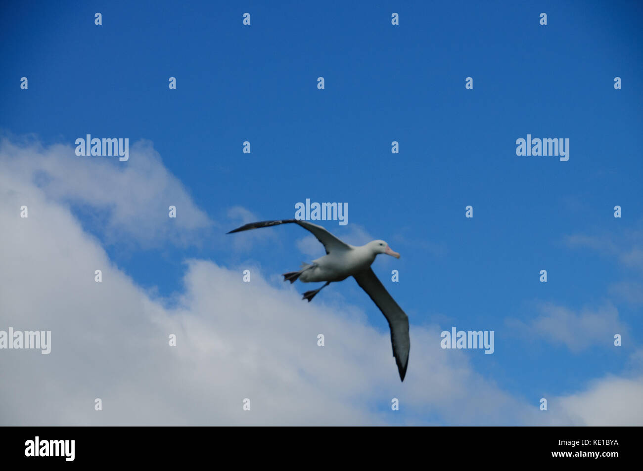 Wandering Albatross in Flight Stock Photo - Alamy