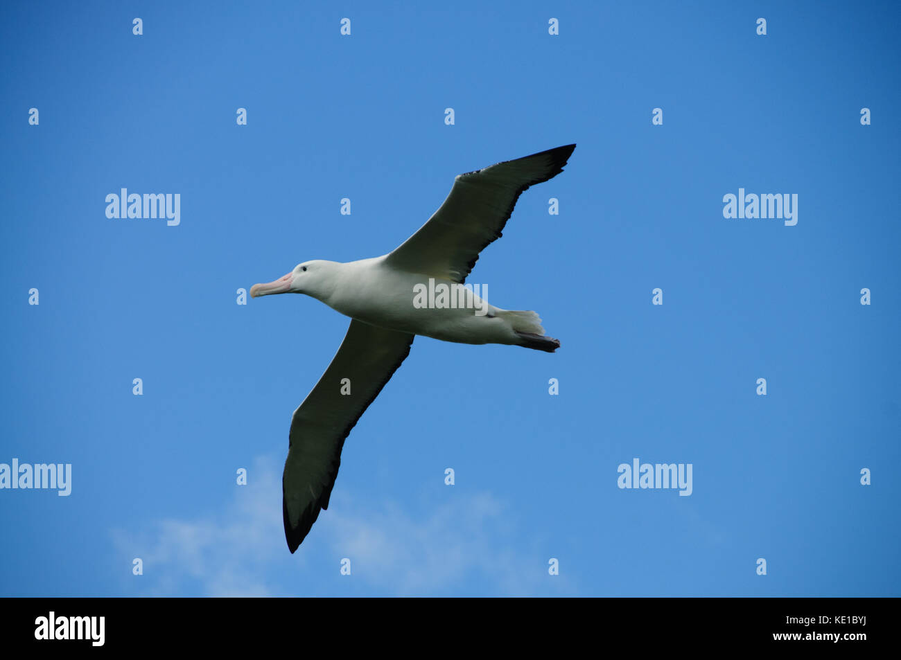 Wandering Albatross in Flight Stock Photo - Alamy
