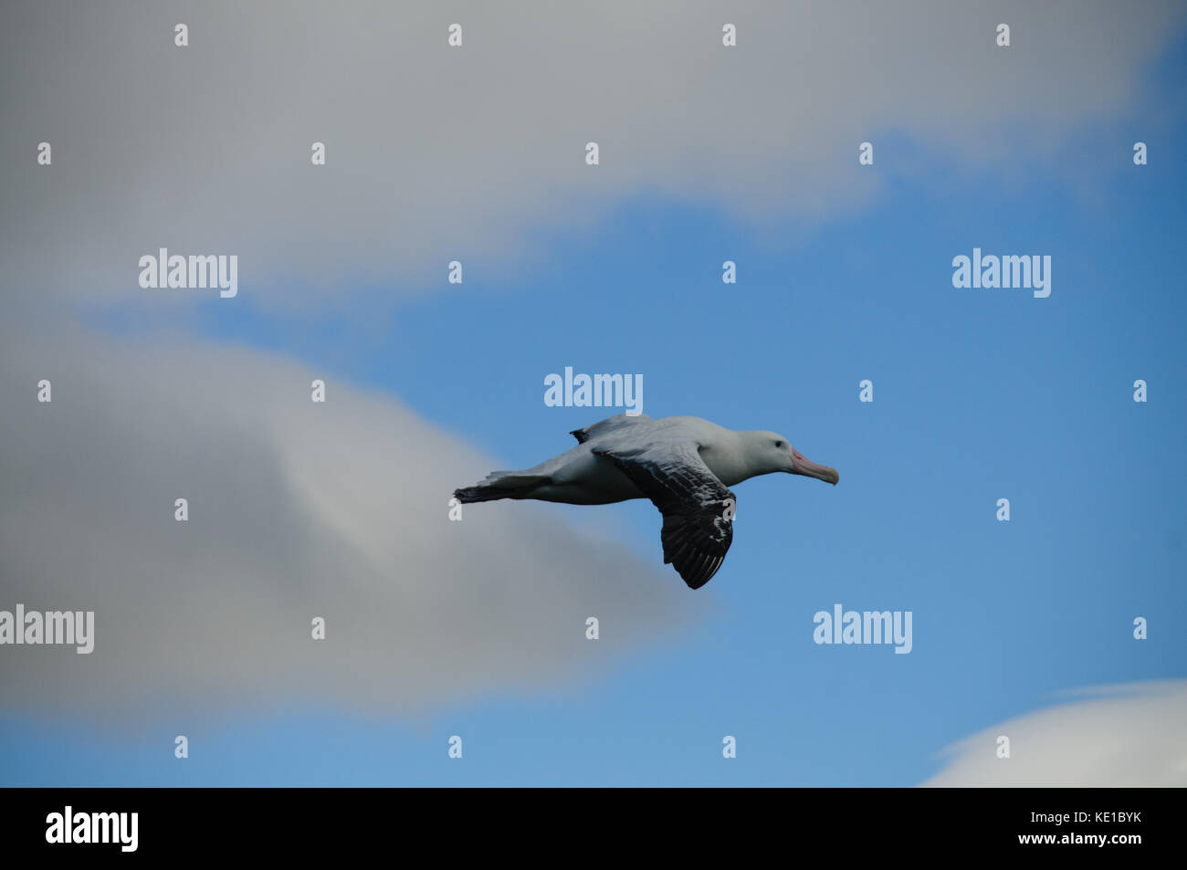 Wandering Albatross in Flight Stock Photo - Alamy