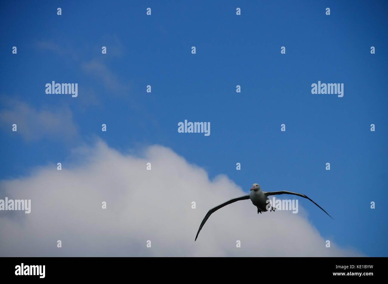 Wandering Albatross in Flight Stock Photo - Alamy