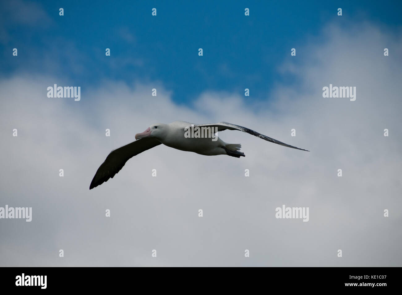 Wandering Albatross in Flight Stock Photo - Alamy