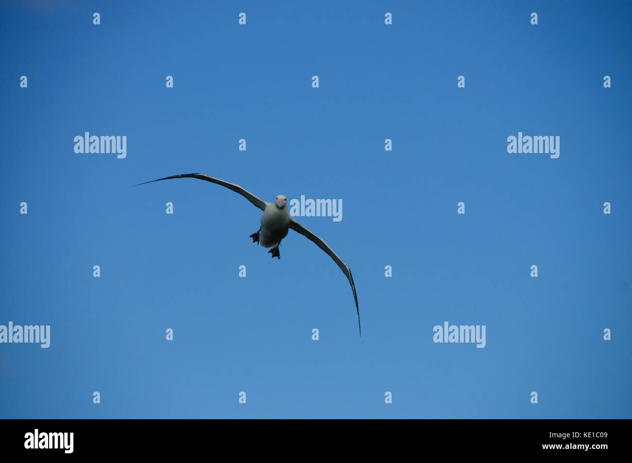 Wandering Albatross in Flight Stock Photo - Alamy