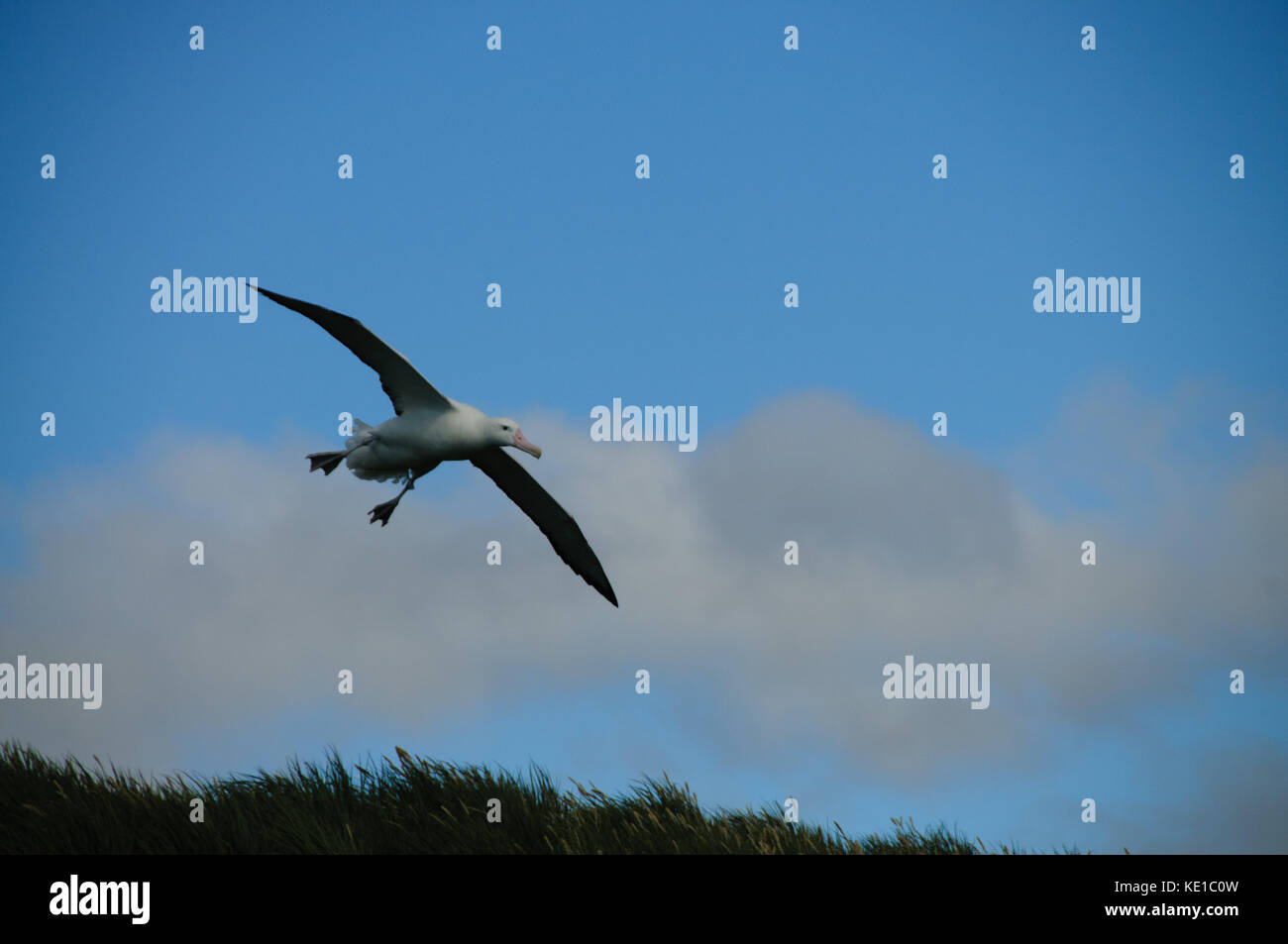 Wandering Albatross in Flight Stock Photo - Alamy