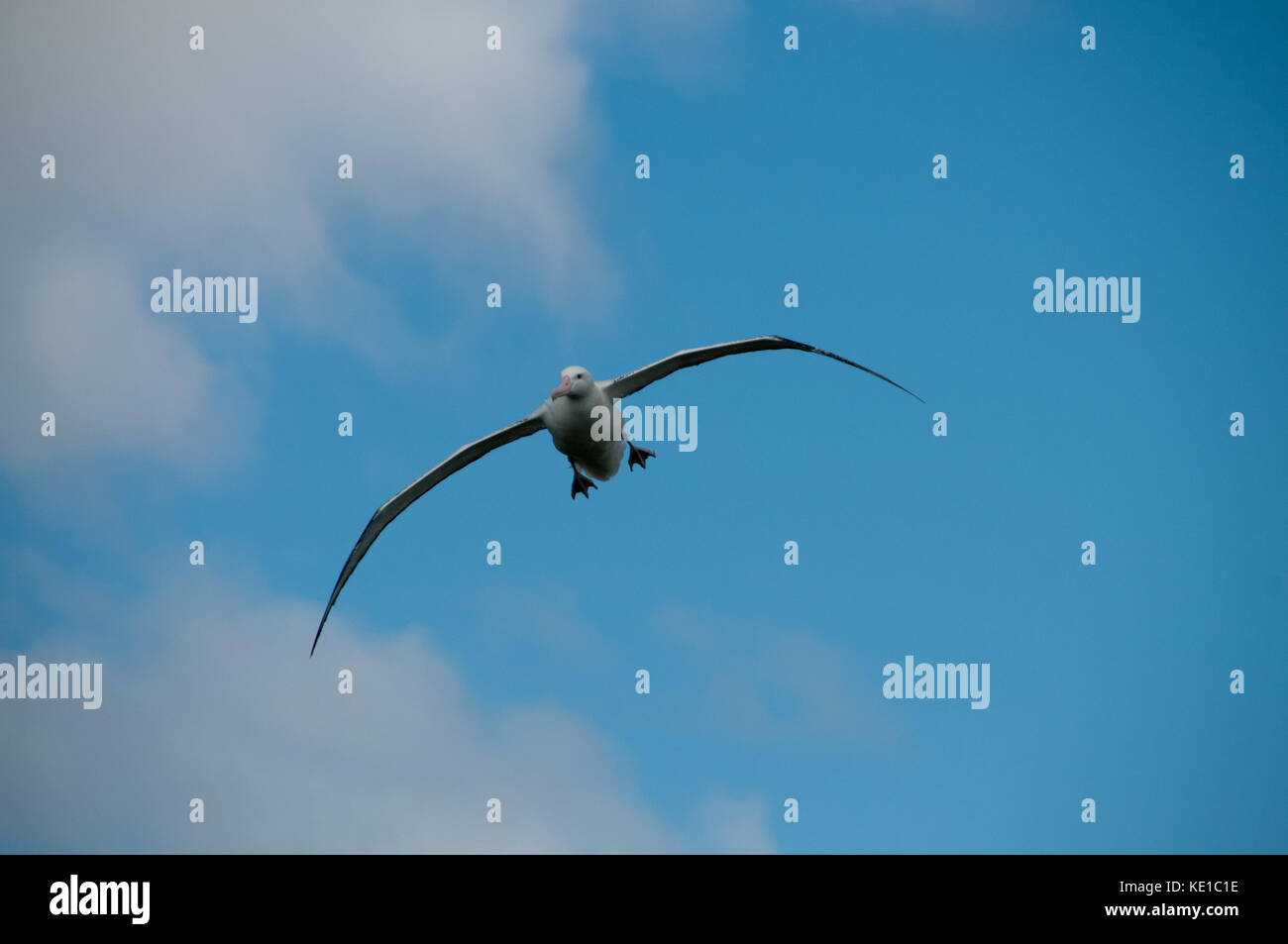 Wandering Albatross in Flight Stock Photo - Alamy