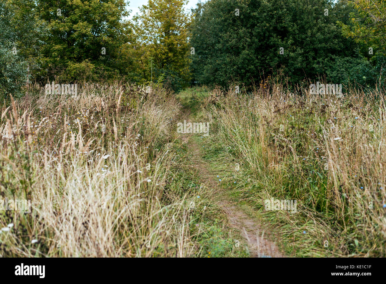 A path to forest, bushes with trees, autumn day in the nature in the ...