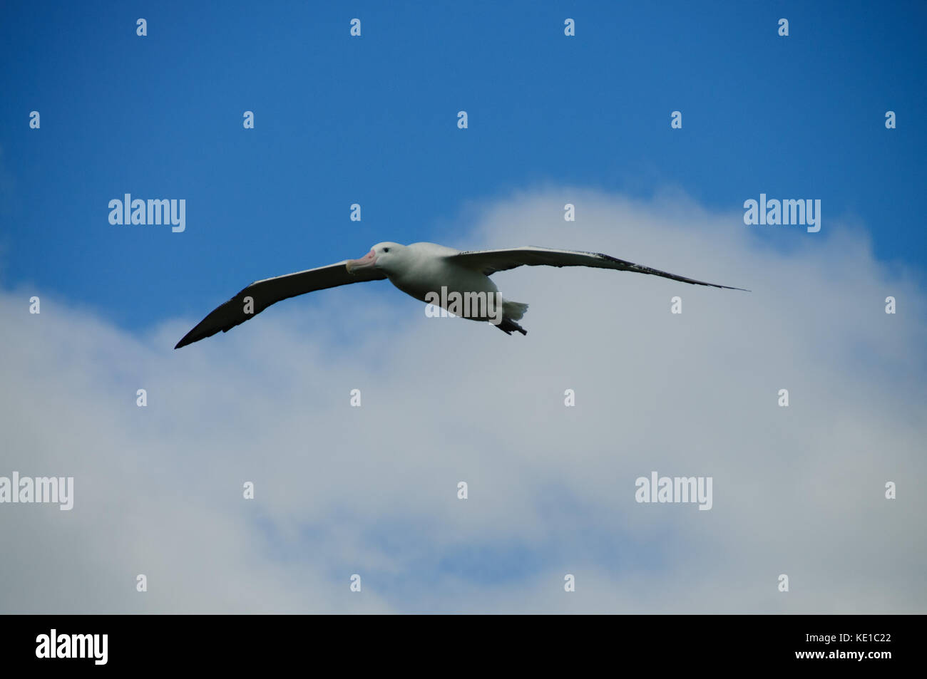 Wandering Albatross in Flight Stock Photo - Alamy