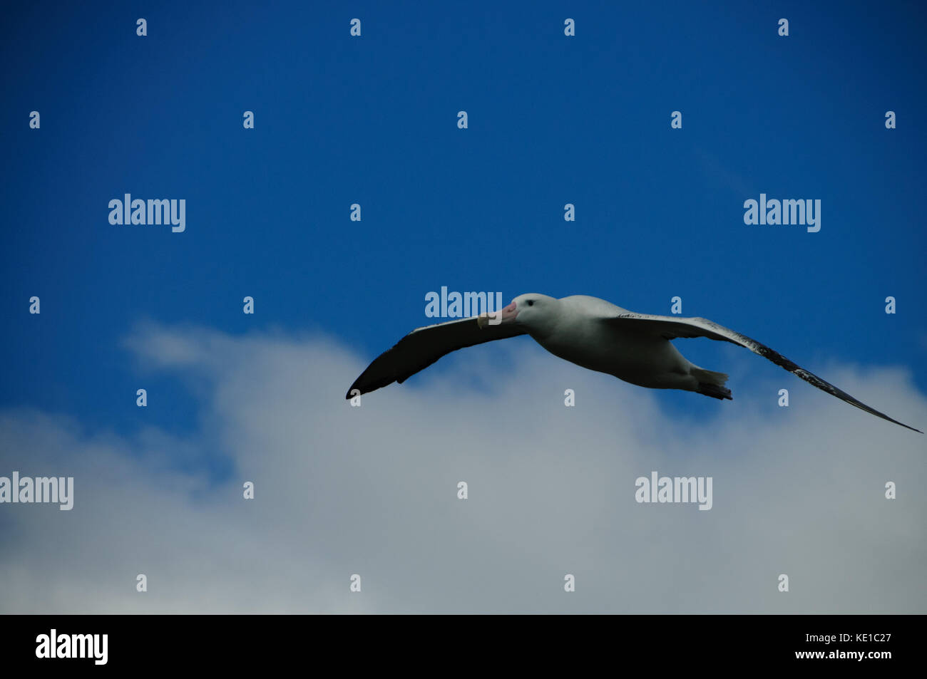 Wandering Albatross in Flight Stock Photo - Alamy