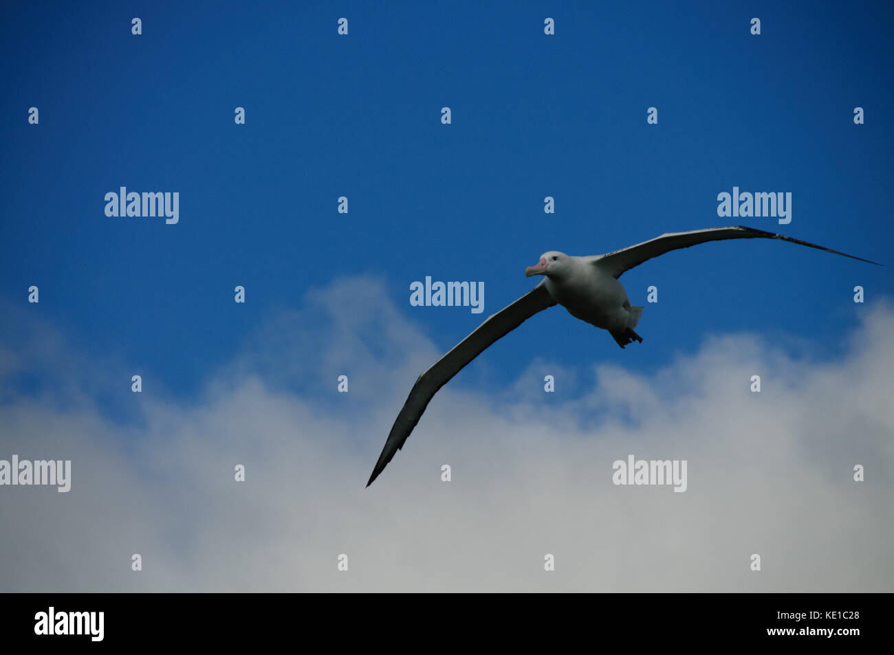 Wandering Albatross in Flight Stock Photo - Alamy