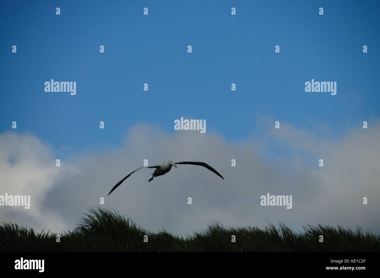 Wandering Albatross in Flight Stock Photo - Alamy