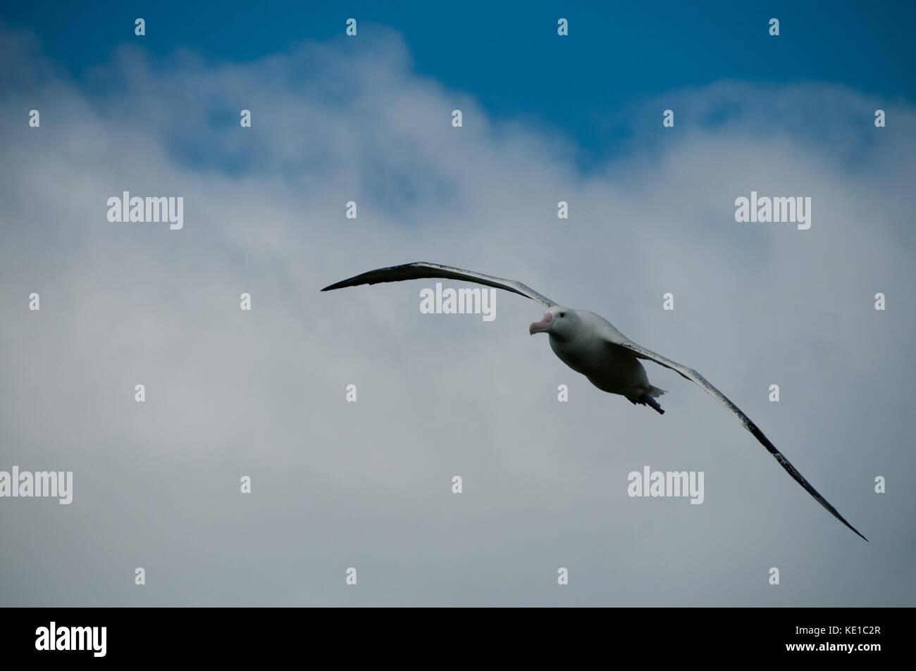 Wandering Albatross in Flight Stock Photo - Alamy