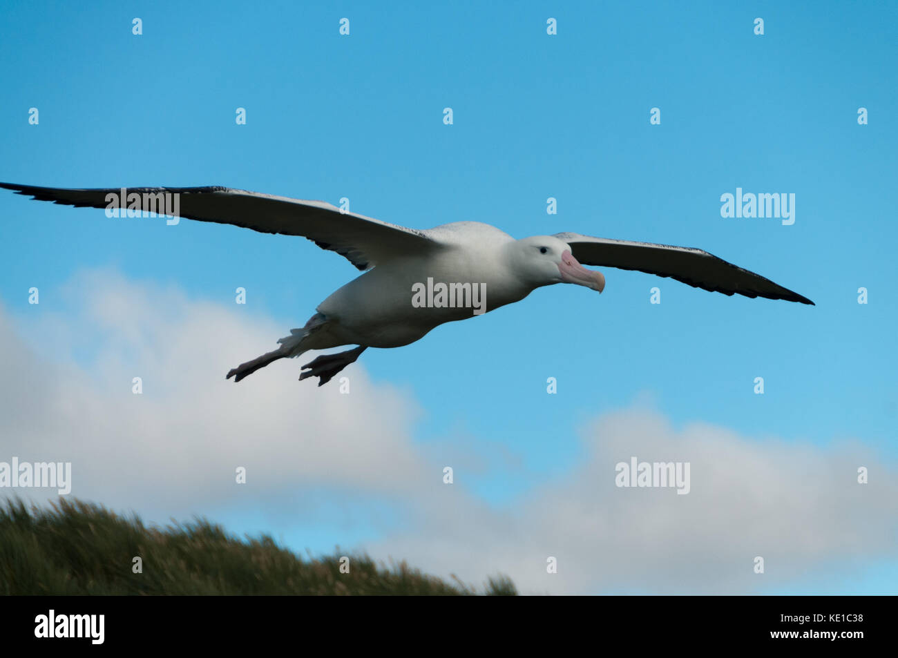 Wandering Albatross in Flight Stock Photo - Alamy
