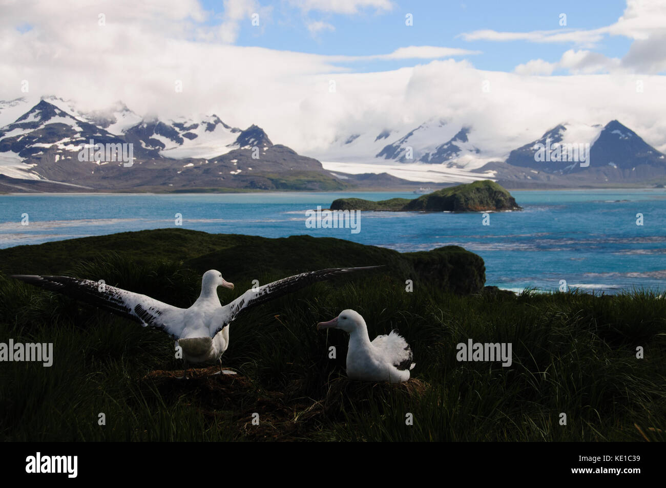 Wandering Albatross Couple raising wings Stock Photo - Alamy