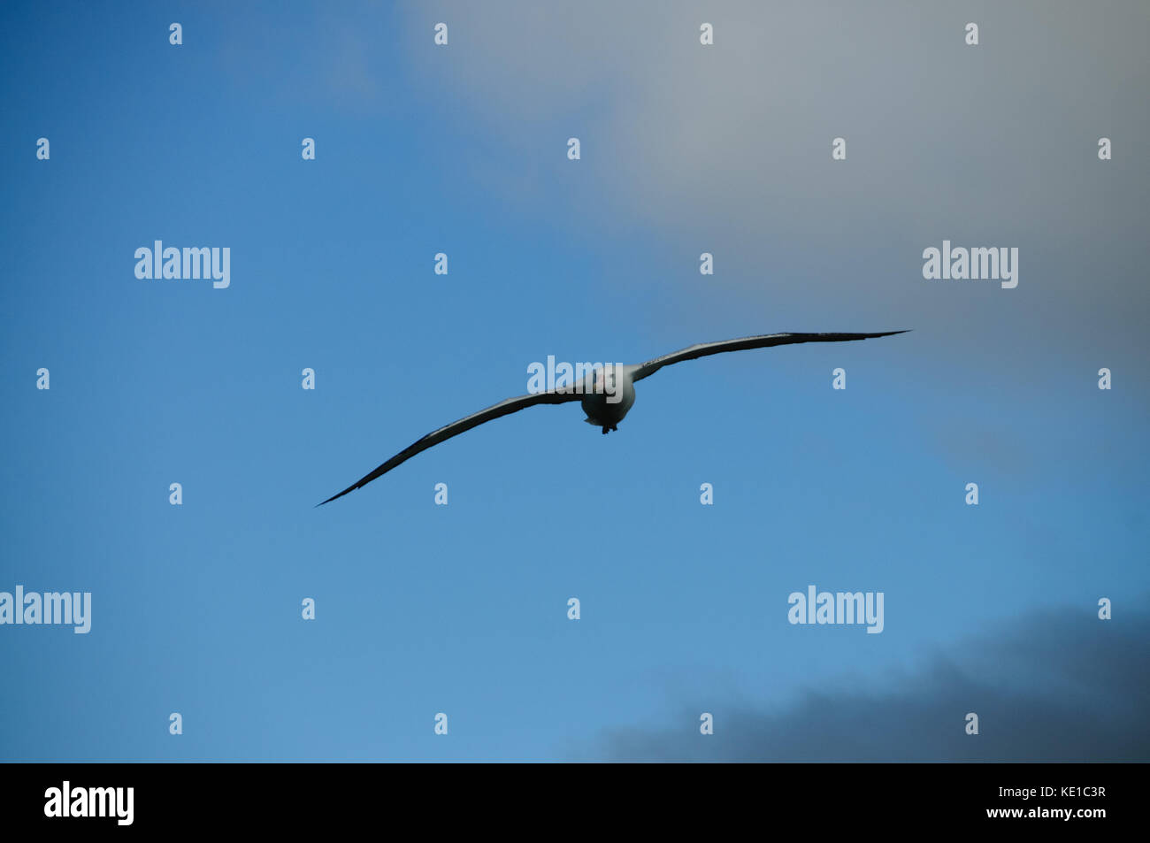 Wandering Albatross in Flight Stock Photo - Alamy