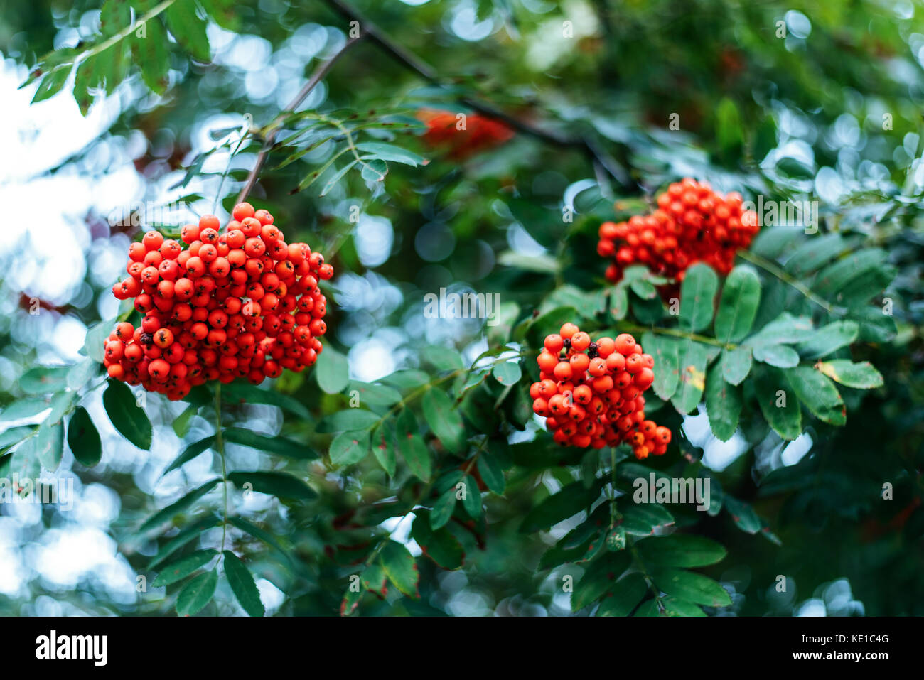 Ripe berries of mountain ash, grow on a tree, autumn red berries, close ...