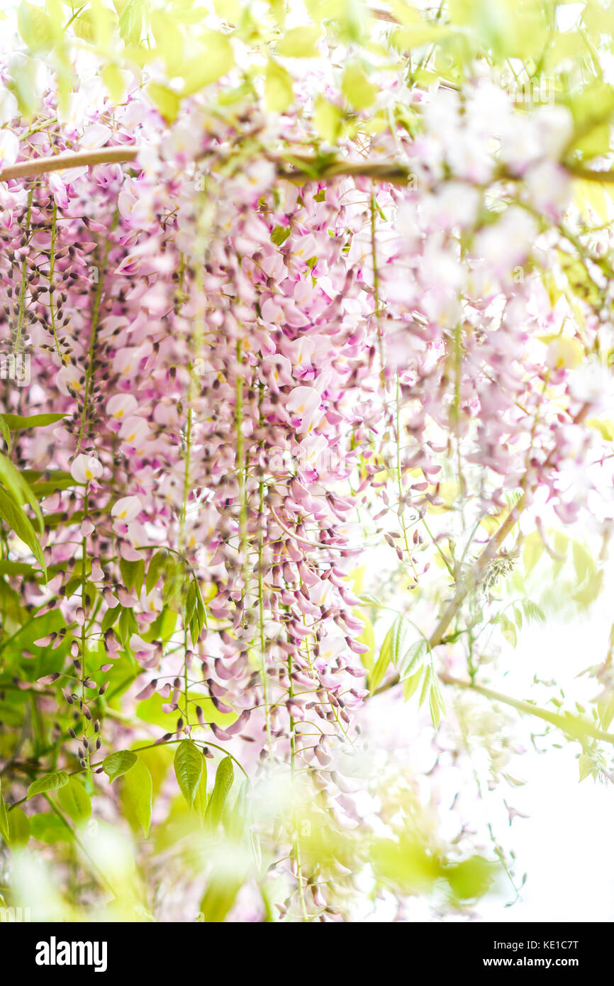 Pink wisteria blooming in the garden, spring, gardens in Poland Stock ...