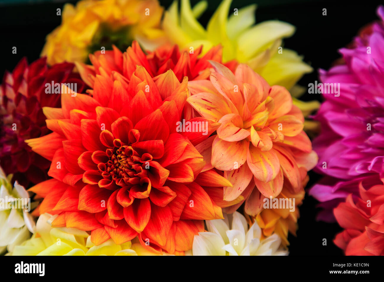 Multi colored dahlias in full bloom in garden setting, some in vases ...
