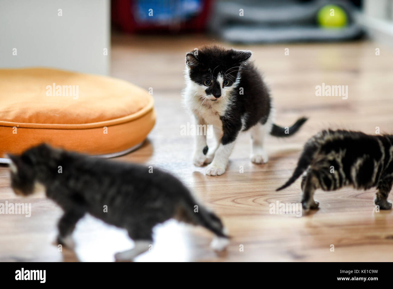 Cute sleeping kittens hi-res stock photography and images - Alamy