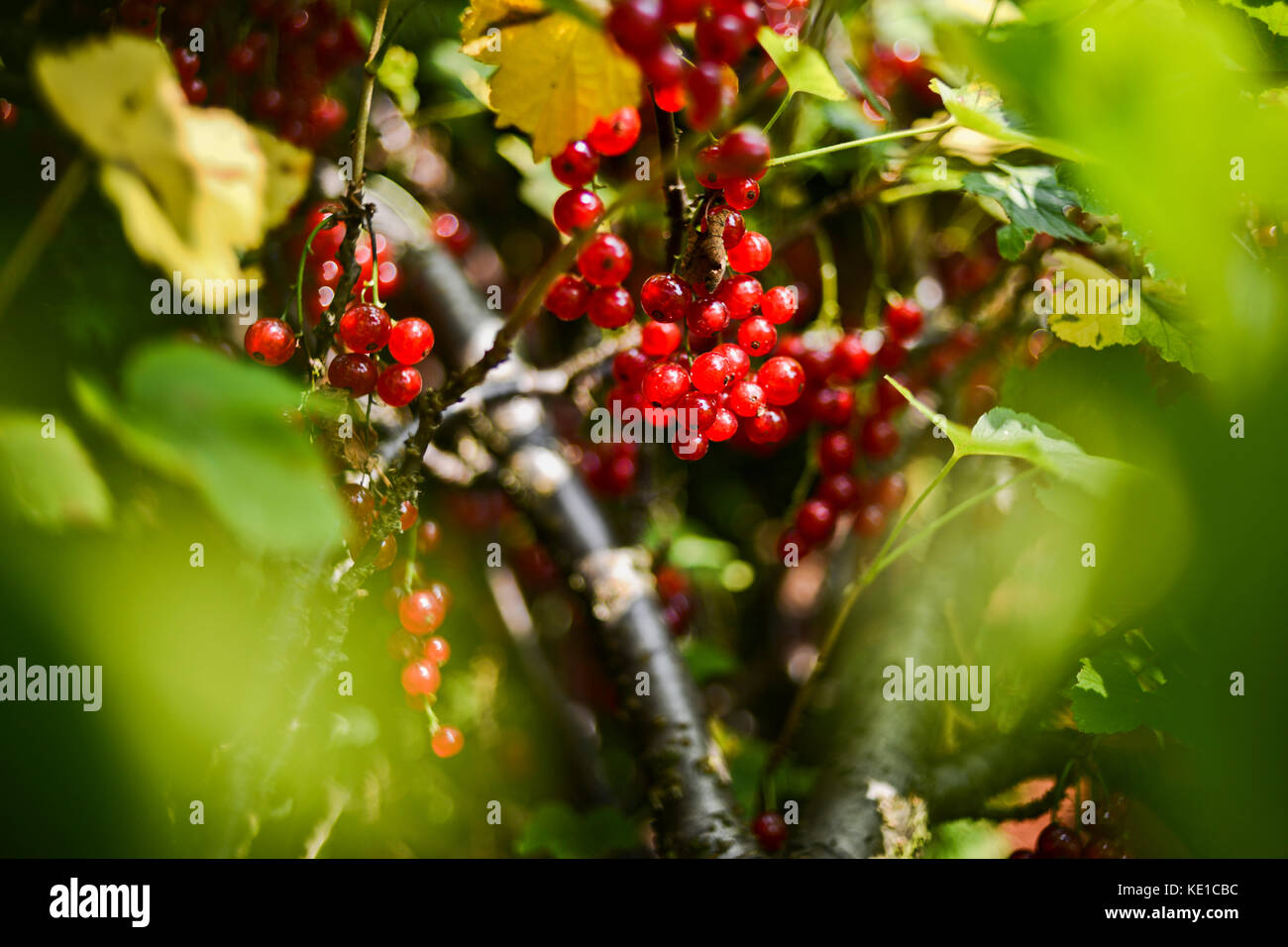 Red currants growing on a bush in a summer garden Stock Photo - Alamy