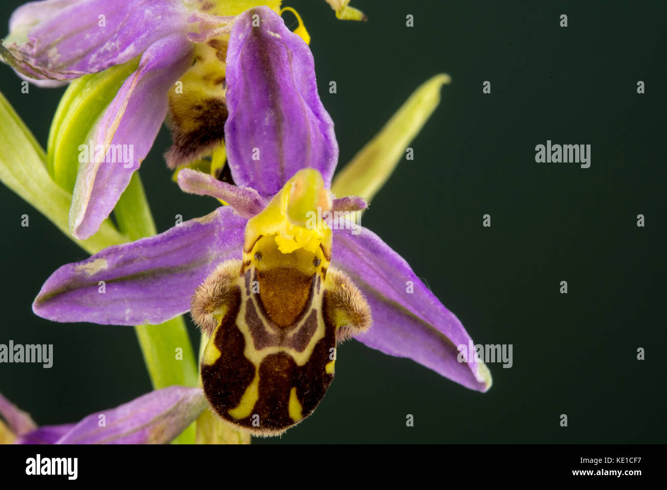 Ophrys apifera or bee orchid Stock Photo - Alamy