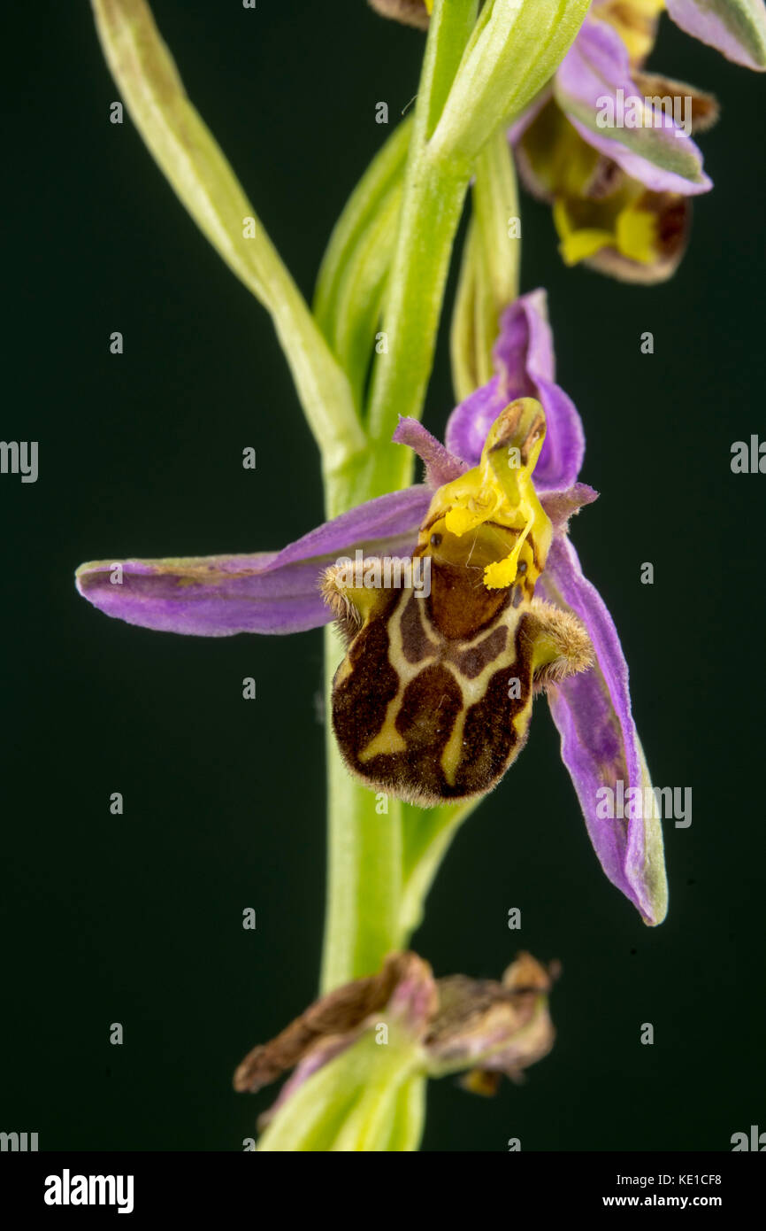 Ophrys apifera or bee orchid Stock Photo - Alamy