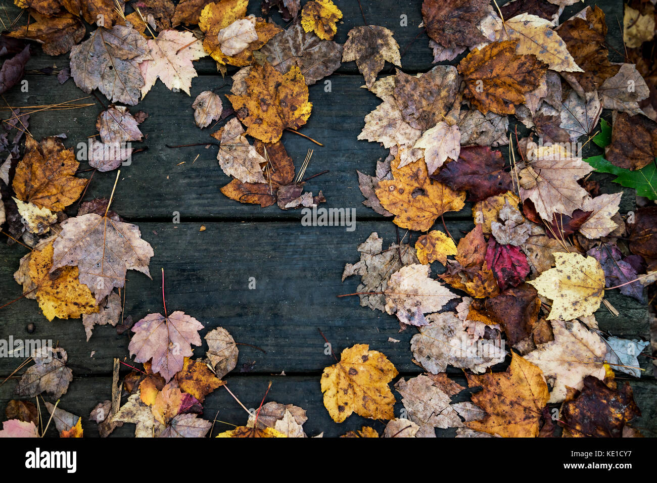 original autumn foliage Stock Photo - Alamy
