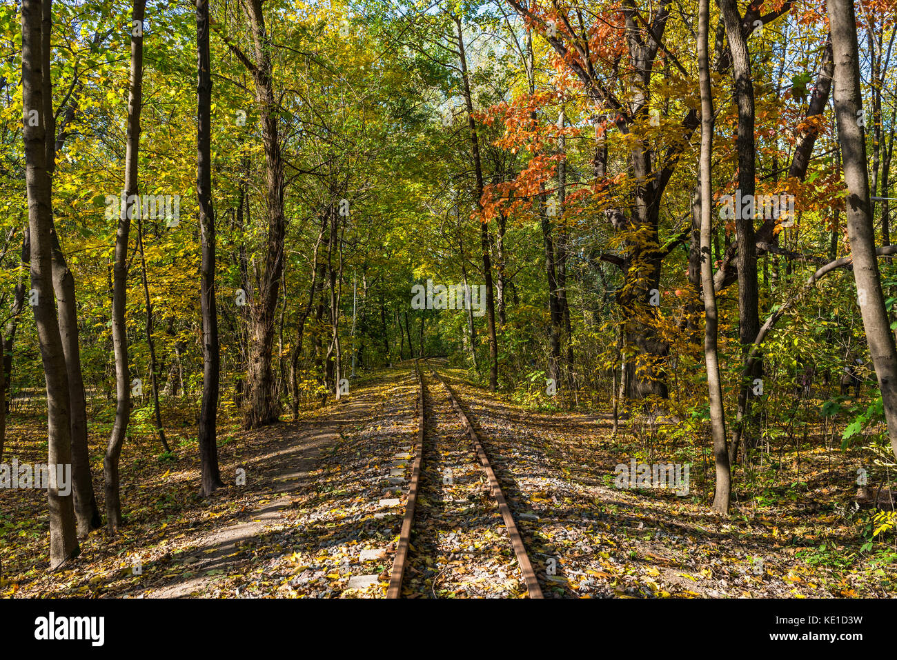 Railroad through the Fall Forest in autumn Stock Photo - Alamy