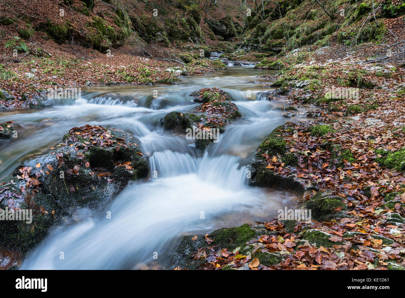 The water of a stream that flows into the woods Stock Photo - Alamy