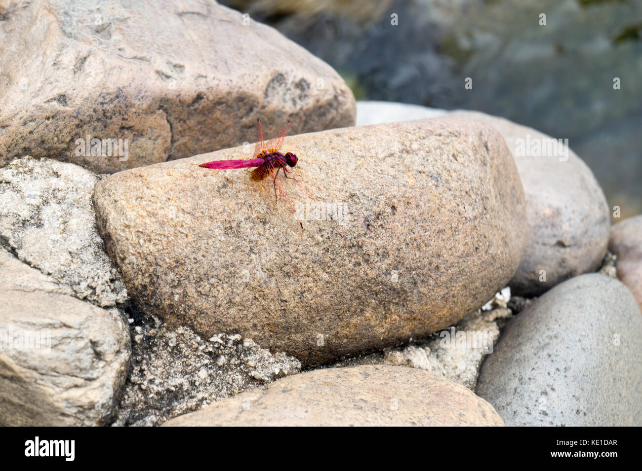 Dragonfly hot spring in hi-res stock photography and images - Alamy