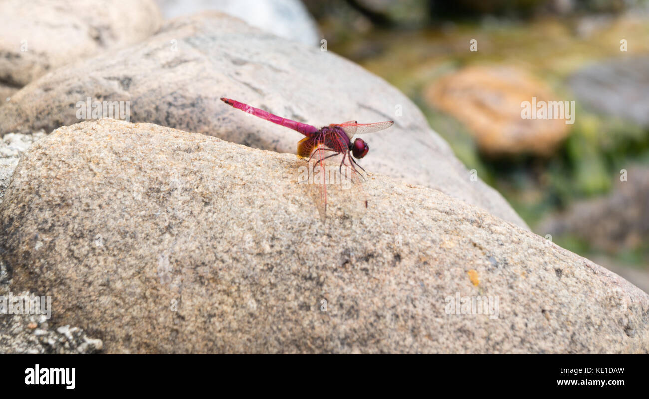 dragonfly at the hot spring in Thaweesin Chiang Rai Stock Photo - Alamy