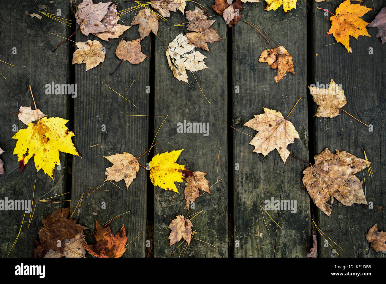 Original for autumn hi-res stock photography and images - Alamy