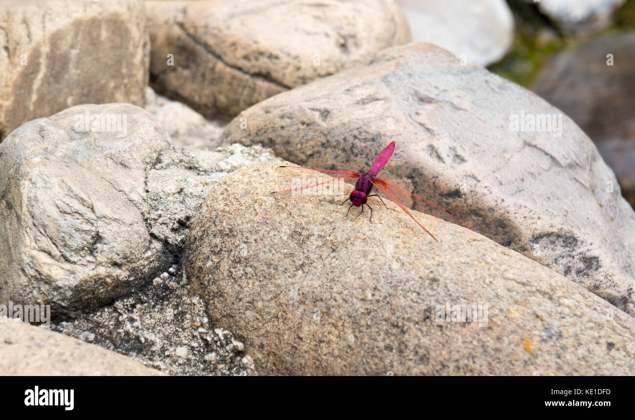 dragonfly at the hot spring in Thaweesin Chiang Rai Stock Photo - Alamy