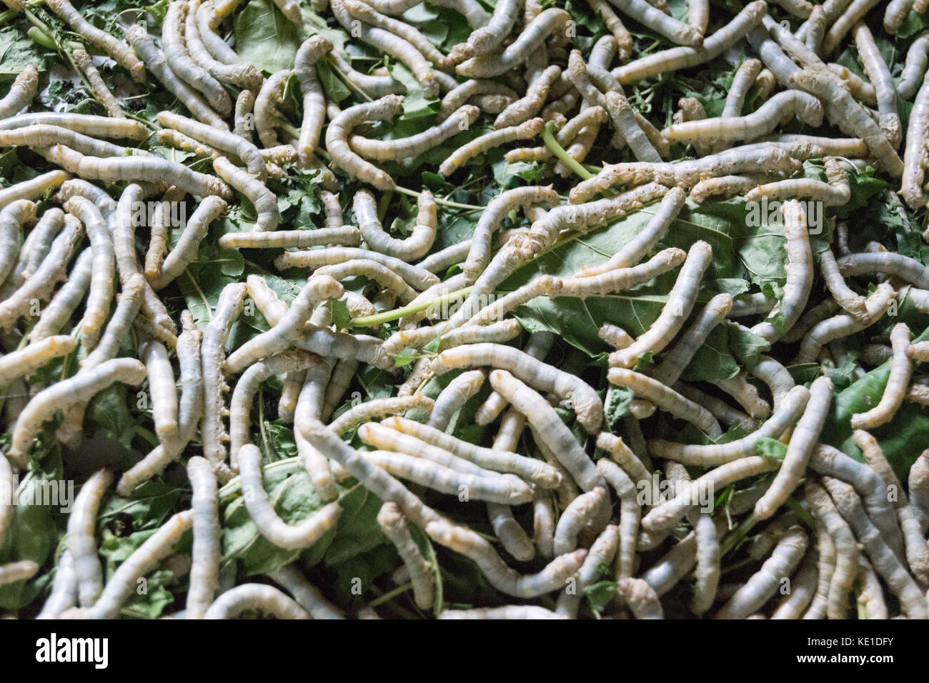 silk worms in San Kampheng Stock Photo - Alamy