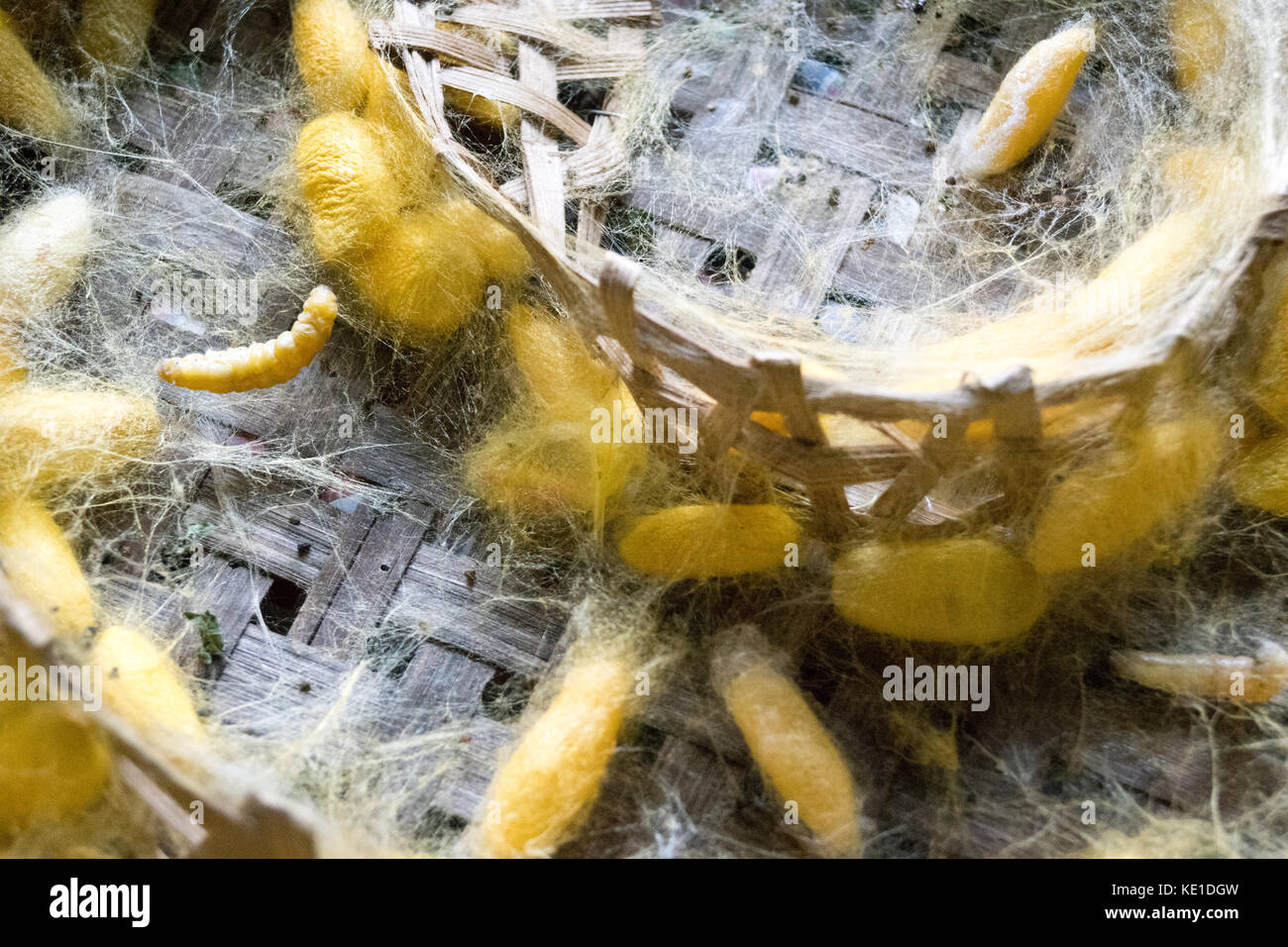silk worms in San Kampheng Stock Photo - Alamy