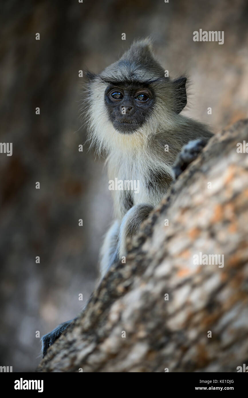 Hanuman Langur - Semnopithecus entellus, Sri Lanka Stock Photo - Alamy