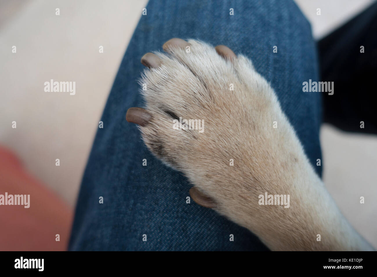 Dog's paw resting on a human leg Stock Photo - Alamy