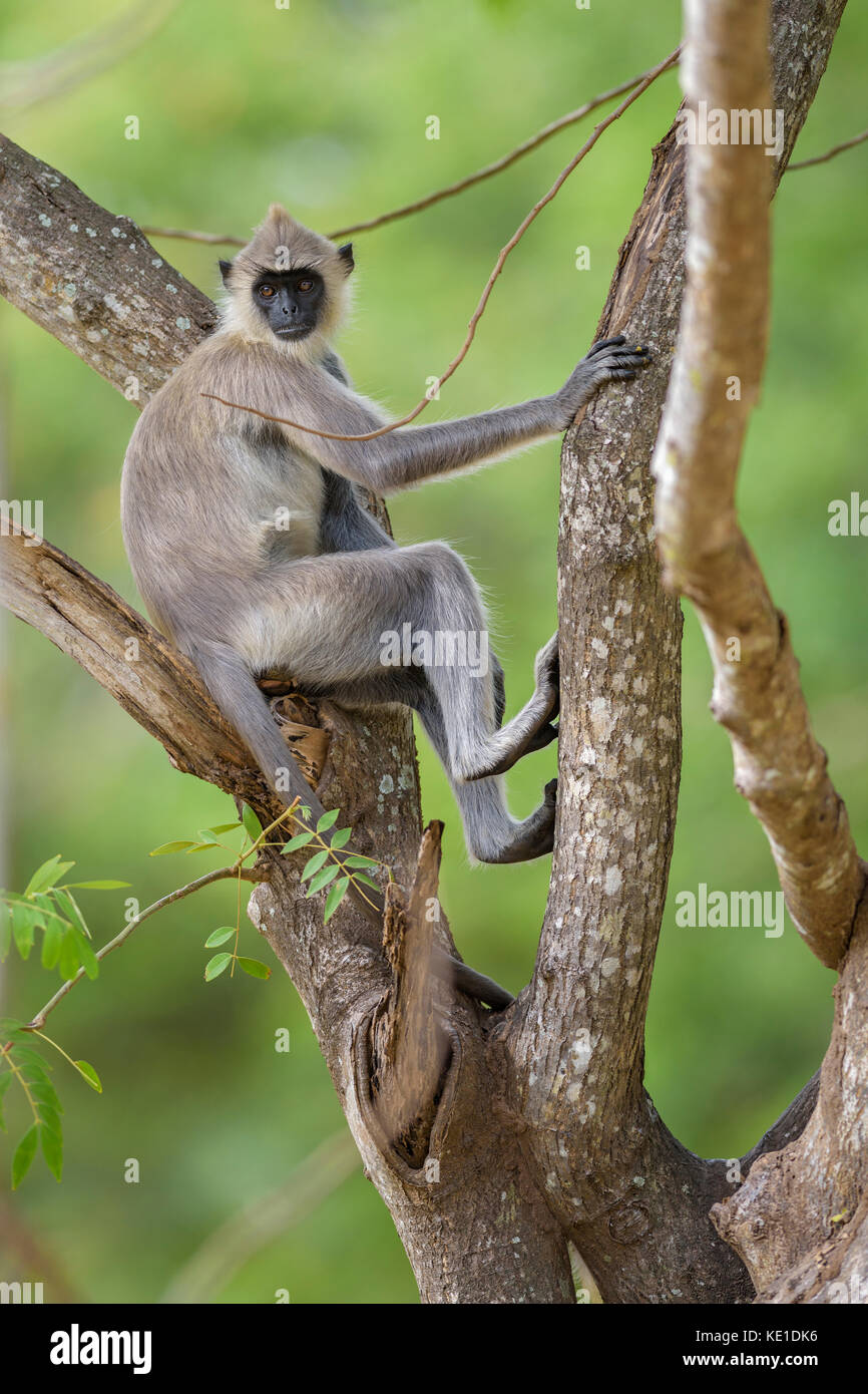 Hanuman Langur - Semnopithecus entellus, Sri Lanka Stock Photo - Alamy