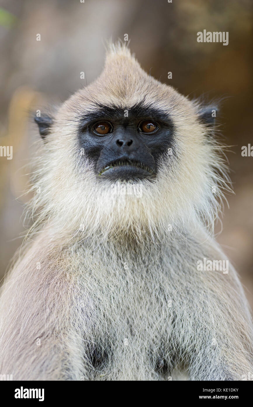 Hanuman Langur - Semnopithecus entellus, Sri Lanka Stock Photo - Alamy