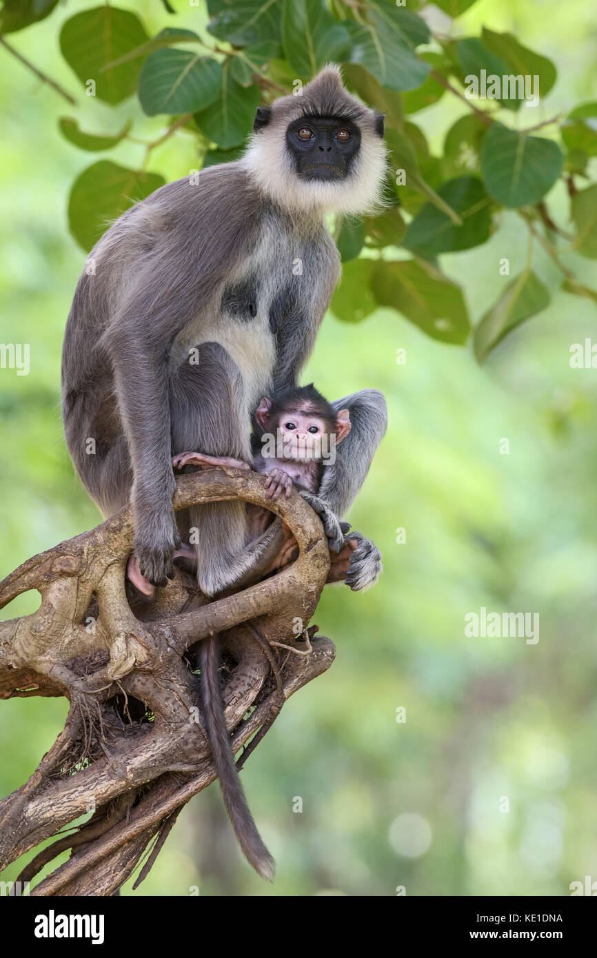 Hanuman Langur - Semnopithecus entellus, Sri Lanka Stock Photo - Alamy