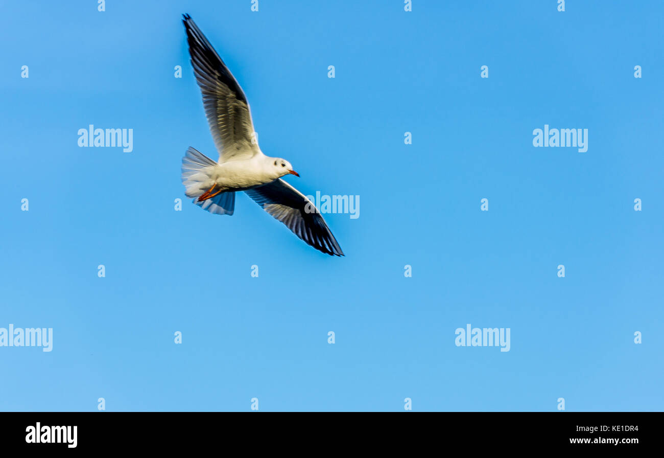 Best bird wallpaper hi-res stock photography and images - Alamy