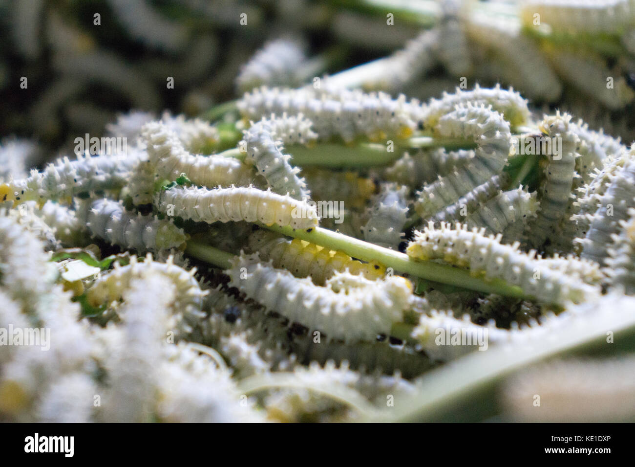 silk worms in San Kampheng Stock Photo - Alamy