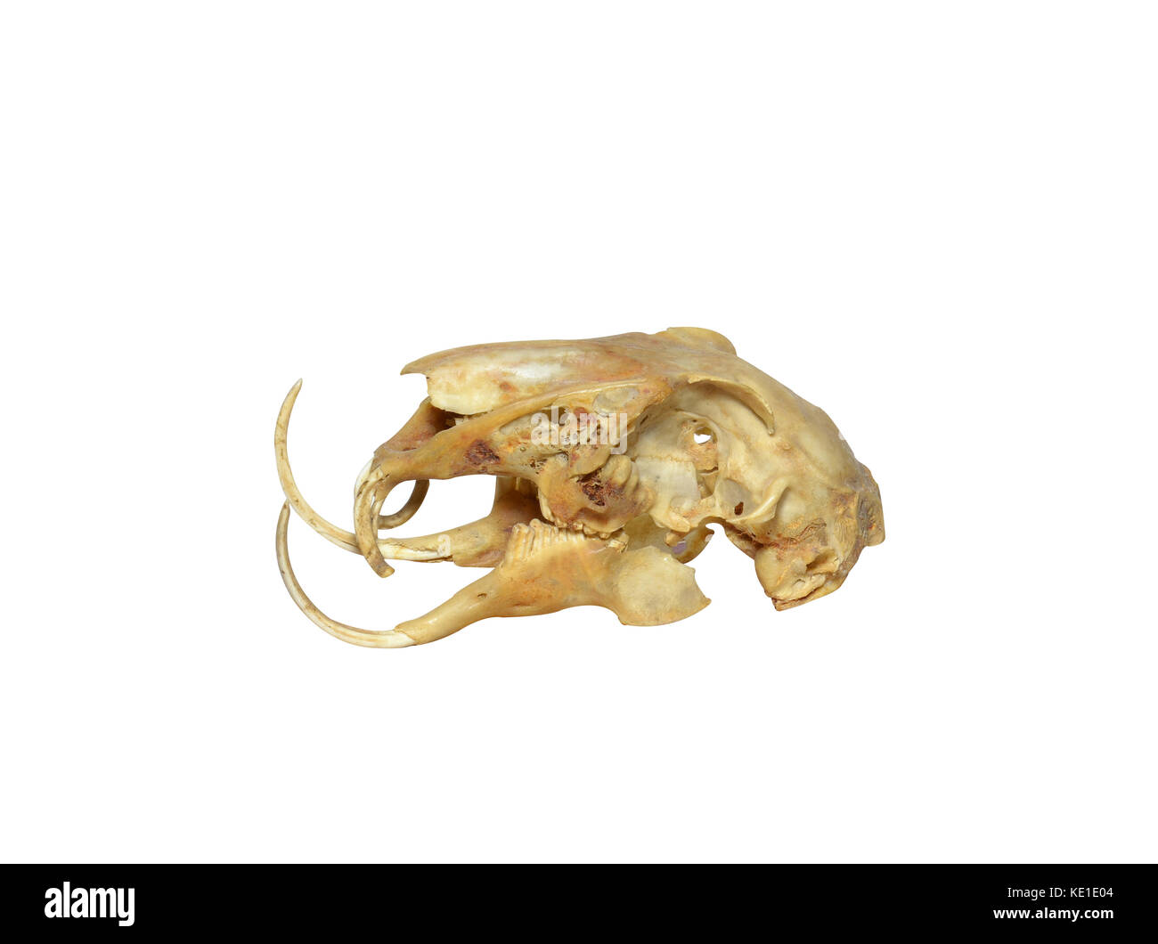 Rabbit skull hi-res stock photography and images - Alamy