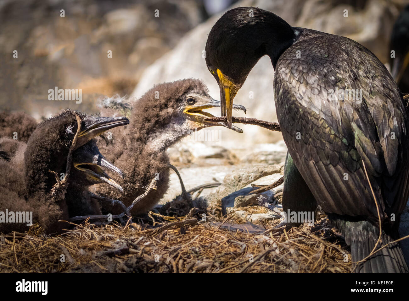 European shag or common shag (Phalacrocorax aristotelis) is a species ...